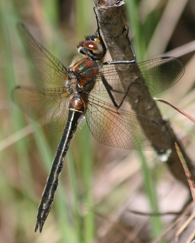 American Emerald from Tweed, ON, Canada on May 16, 2021 at 10:02 AM by ...