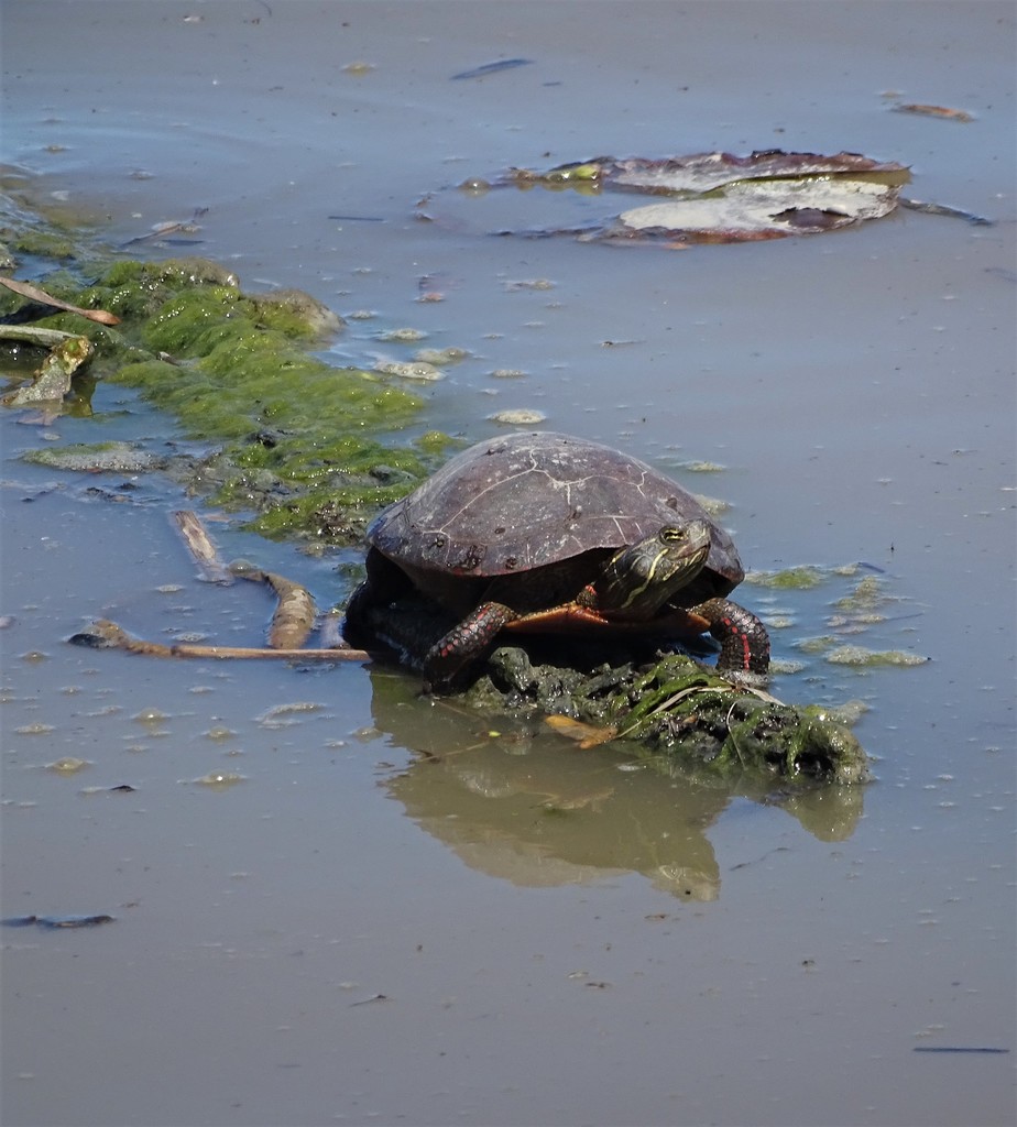 Midland Painted Turtle from Ottawa County, OH, USA on May 12, 2021 by ...