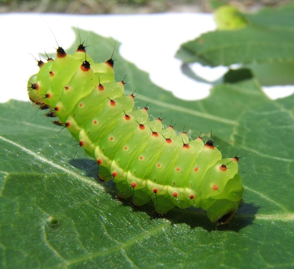 Luna Moth Caterpillars Of Ontario INaturalist Luna Moth Caterpillars Of Ontario INaturalist