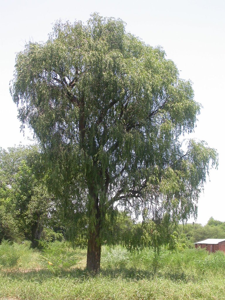 Willow-leaved shepherds tree (Trees of Zambia ) · iNaturalist