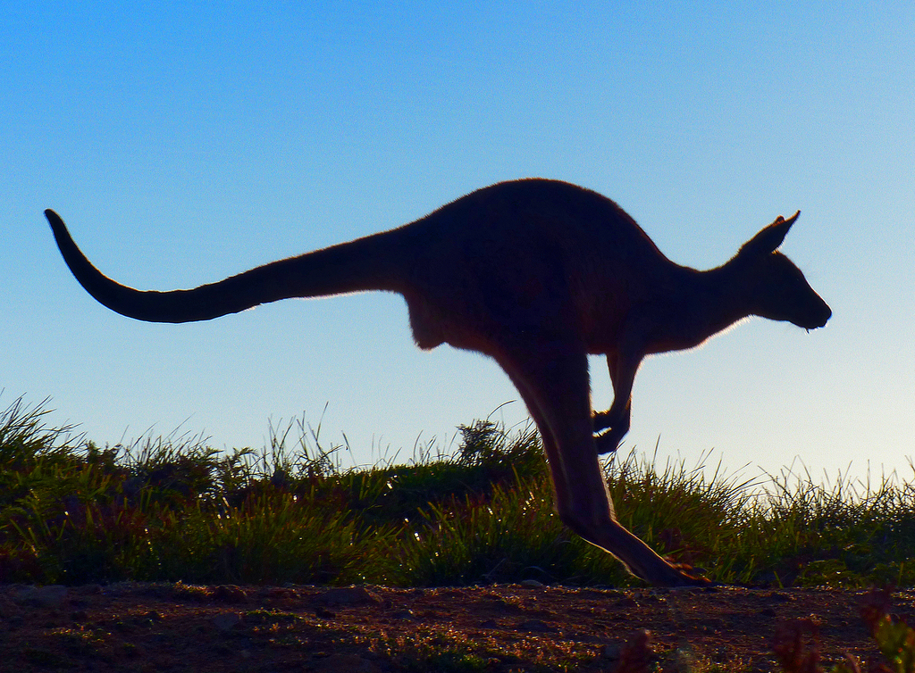 Marsupials (Marsupialia) - Know Your Mammals
