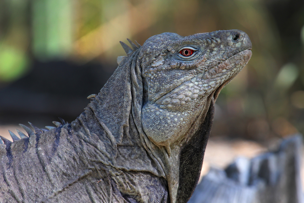 Hispaniolan Ground Iguana in December 2011 by Pedro Genaro Rodriguez ...