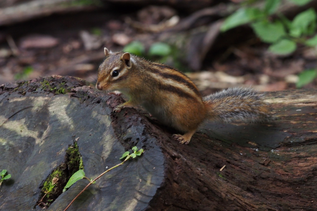(Eutamias sibiricus sibiricus) - Know Your Mammals