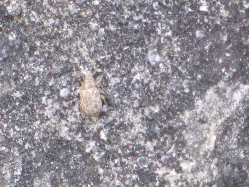 Crusted root weevil from Ladysmith, BC, Canada on May 10, 2021 at 04:06 ...