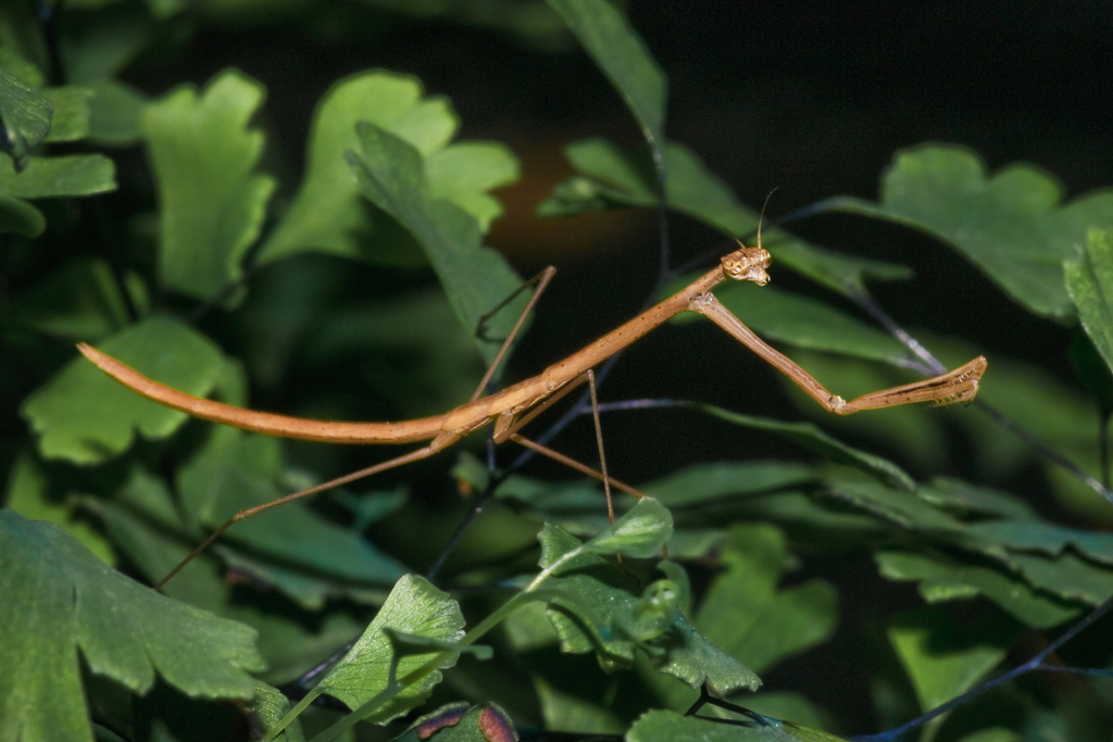 Grass-like mantis (MatBio: BEETLES, FLIES, TRUE BUGS and OTHER INSECTS ...