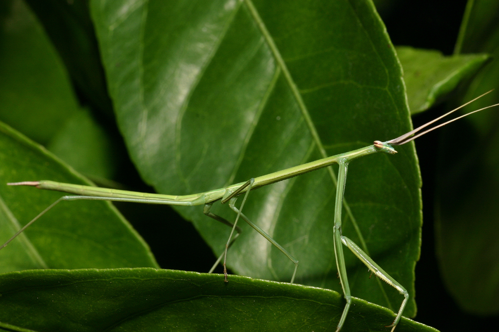 Grass-like mantis (MatBio: BEETLES, FLIES, TRUE BUGS and OTHER INSECTS ...