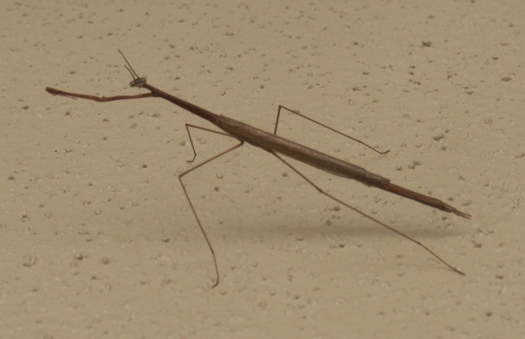 Grass-like mantis (MatBio: BEETLES, FLIES, TRUE BUGS and OTHER INSECTS ...