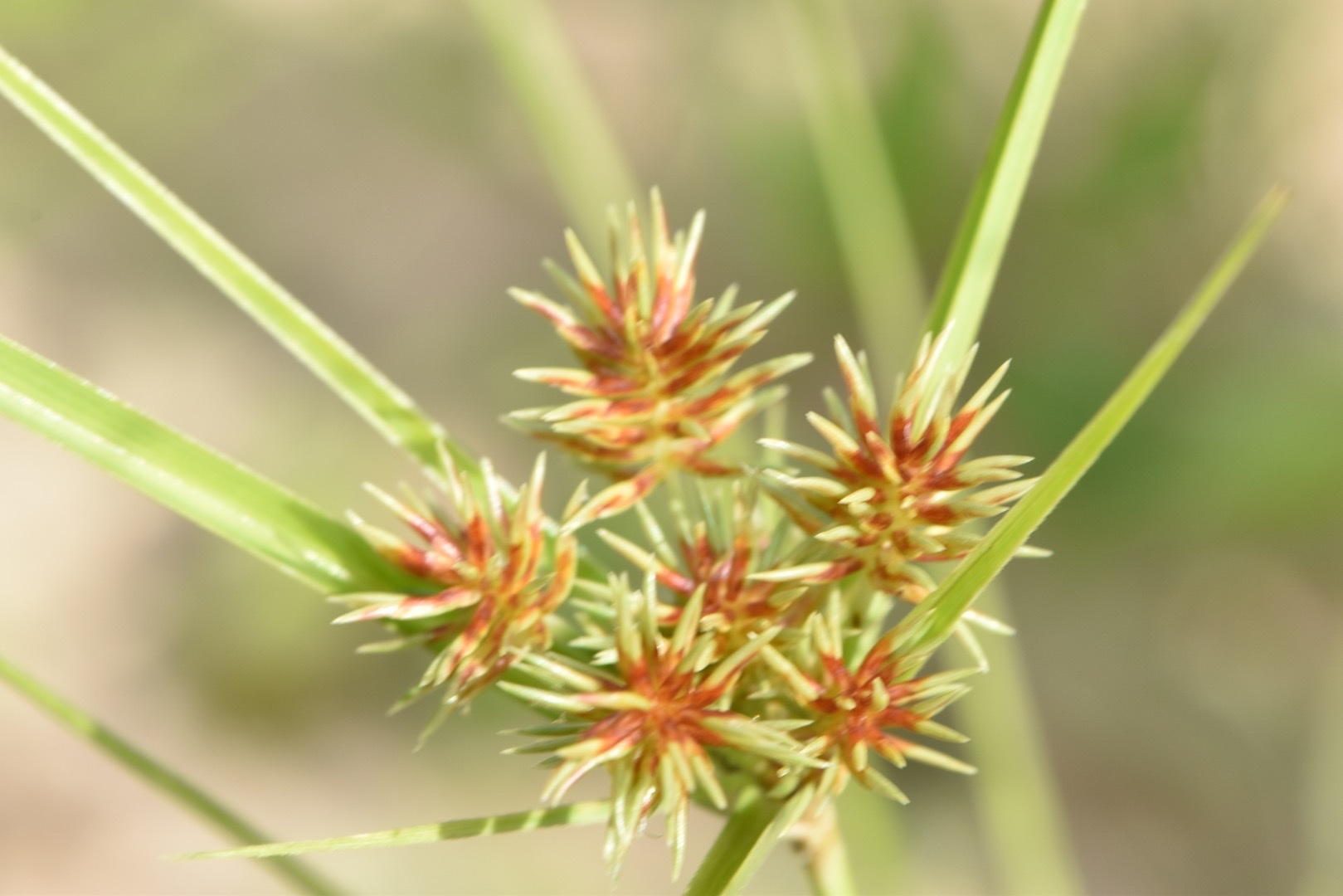 Cyperus retroflexus Buckley