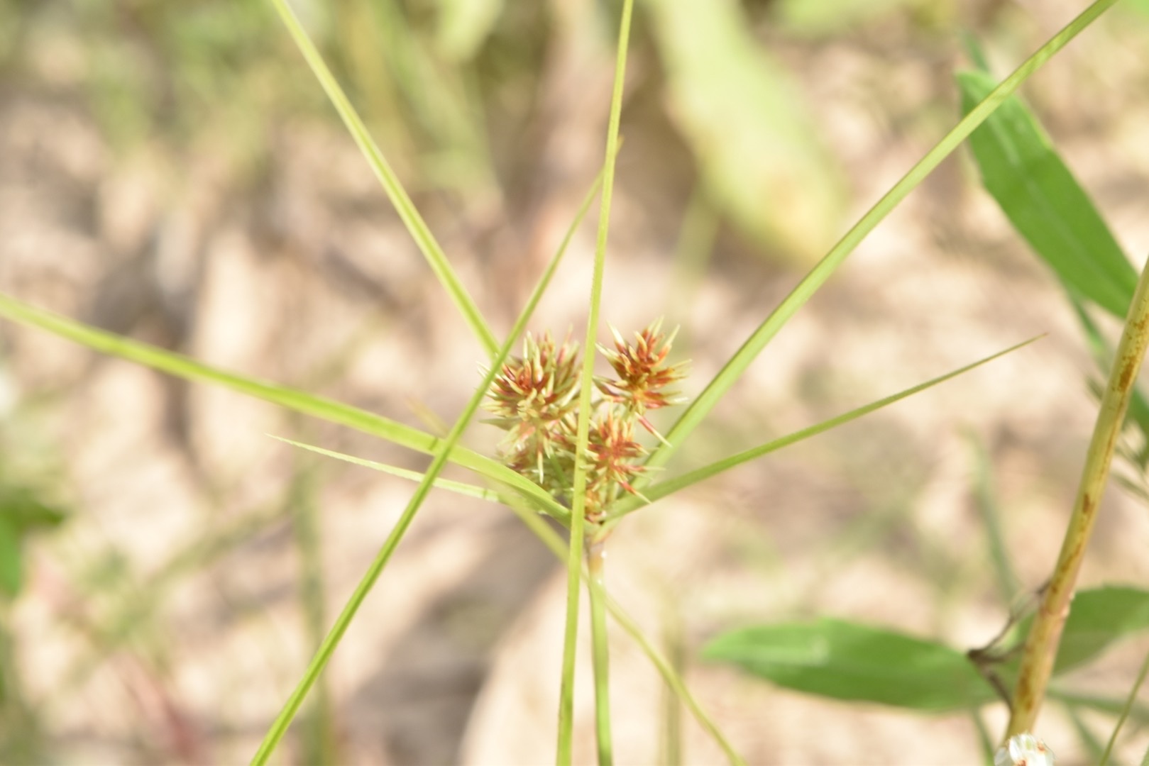 Cyperus retroflexus Buckley