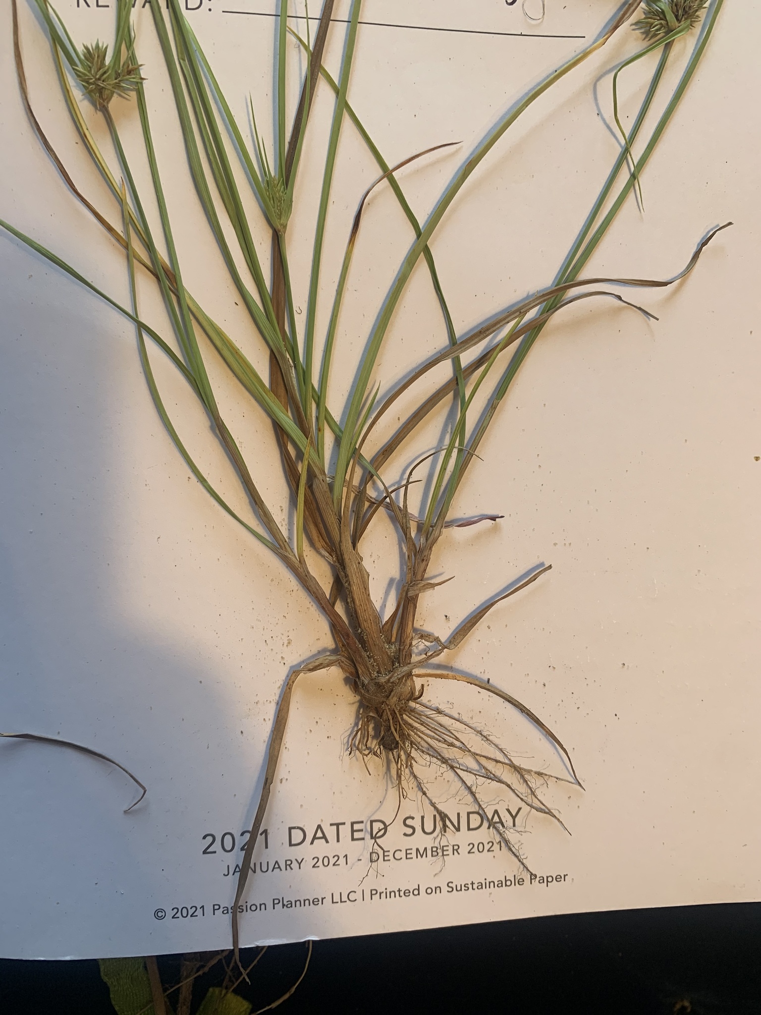 Cyperus retroflexus Buckley