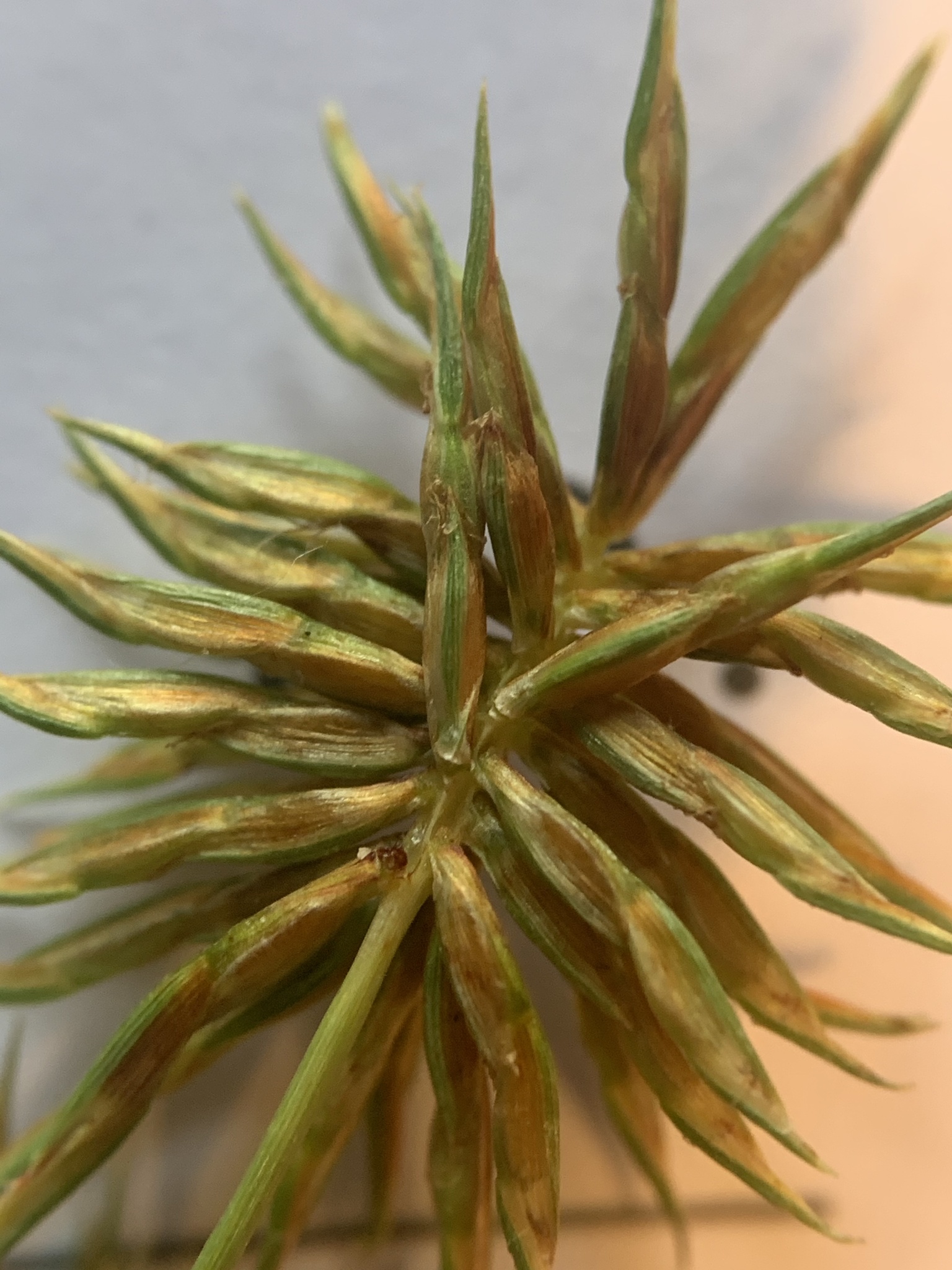 Cyperus retroflexus Buckley