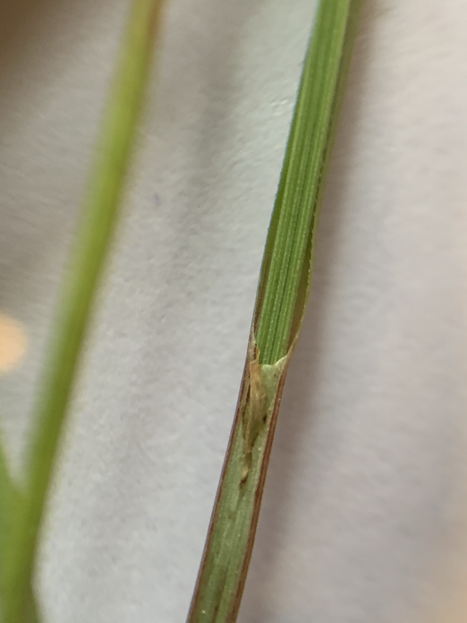 Cyperus retroflexus Buckley