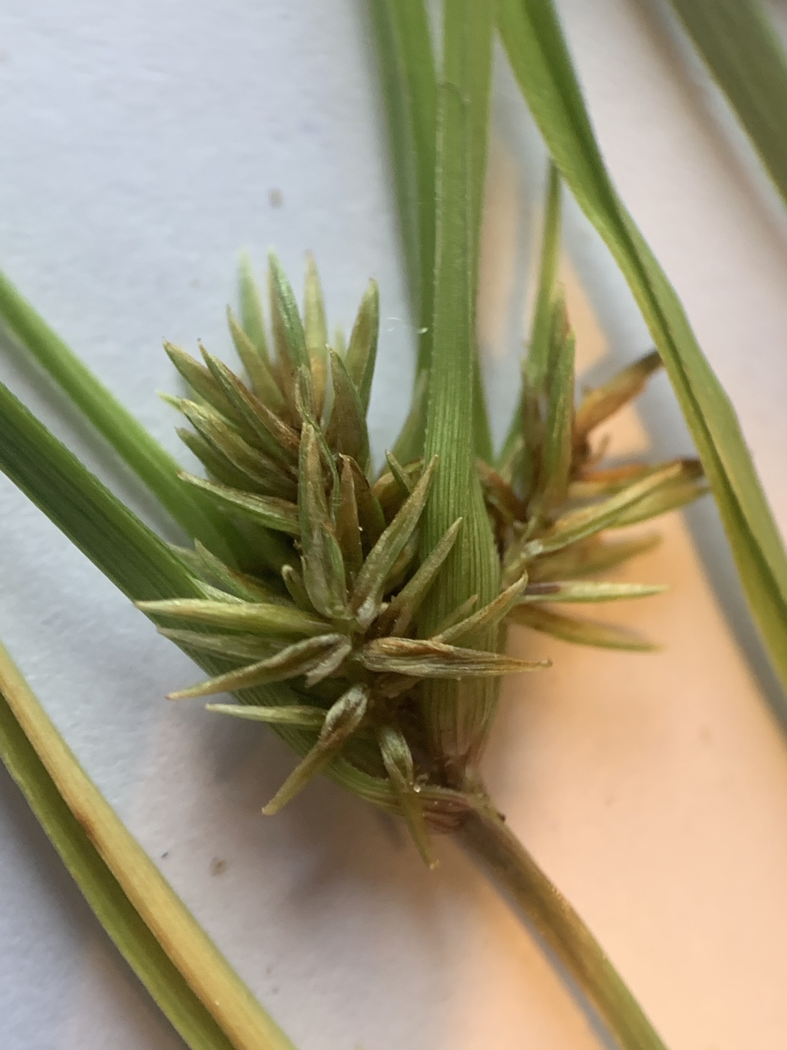 Cyperus retroflexus Buckley