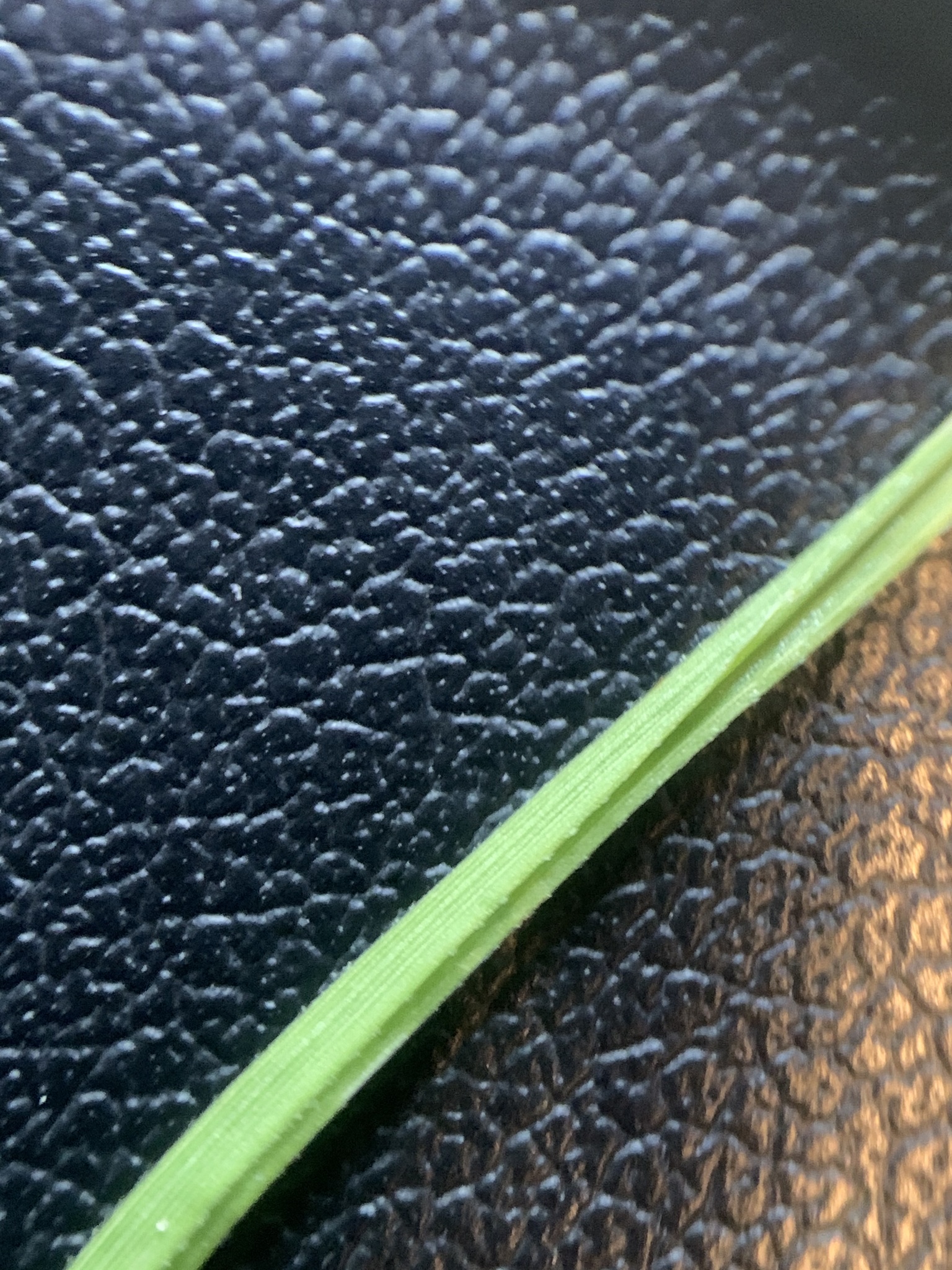 Cyperus retroflexus Buckley