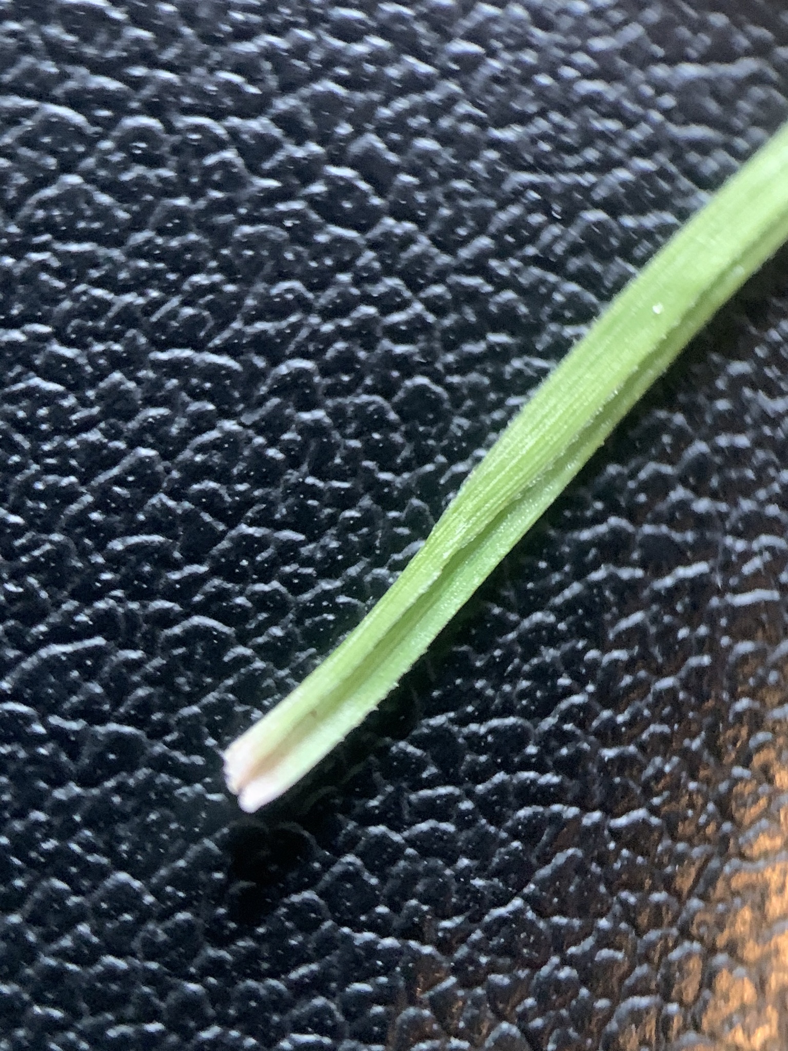 Cyperus retroflexus Buckley