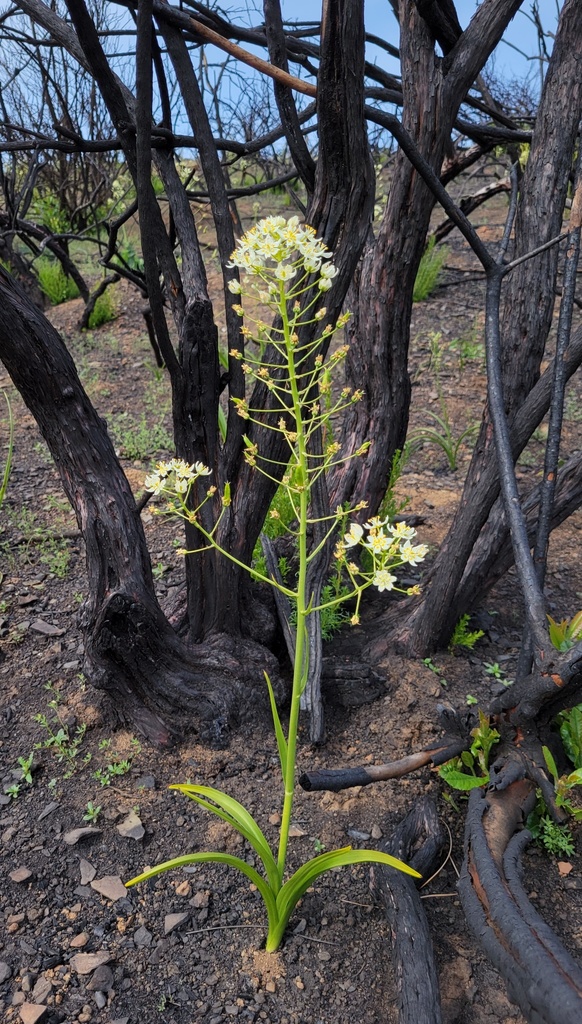 Common star lily from Santa Clara County, CA, USA on April 24, 2021 at ...
