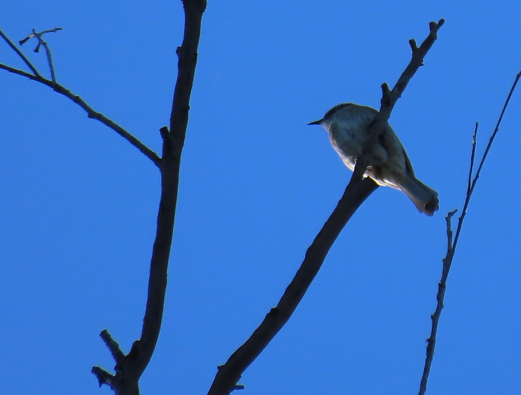 Birds in May 2021 by Rose Robin. Hoping there's an experienced birder ...