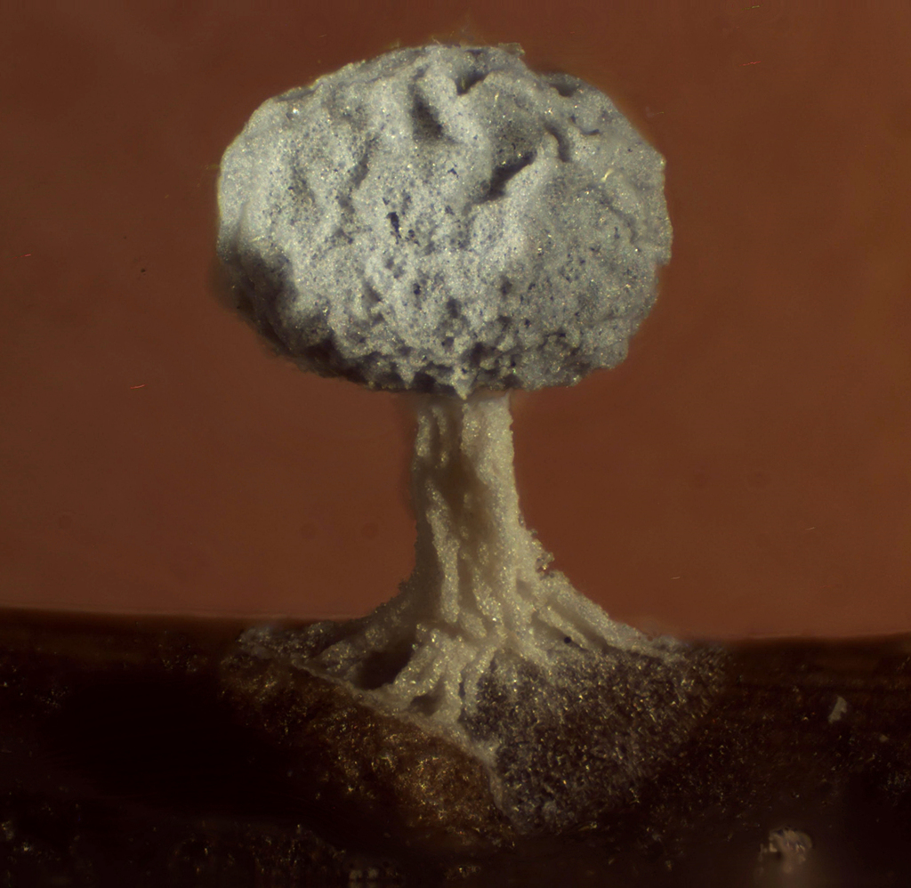 Didymium karstensii (protozoans of the USA) · iNaturalist