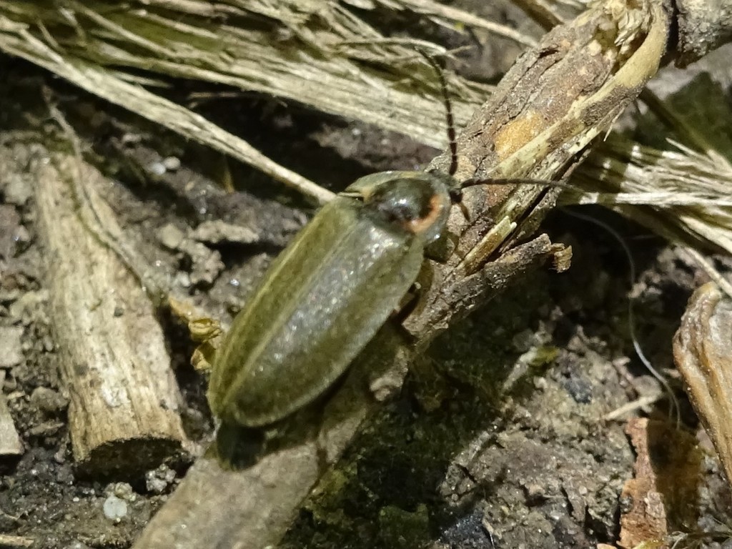 Winter Firefly from Stearns County, MN, USA on May 16, 2021 at 01:19 PM ...