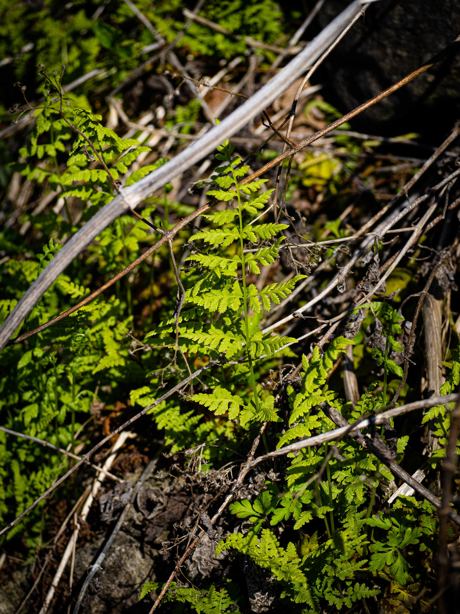 Cystopteris tenuis (Michx.) Desv.