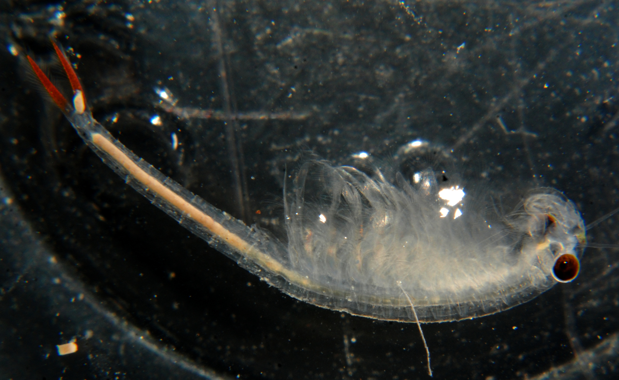 Streptocephalidae