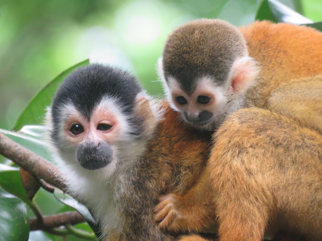 Black-crowned Central American squirrel monkey (Saimiri oerstedii ...