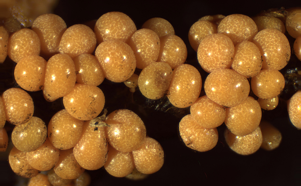 Badhamia foliicola (protozoans of the USA) · iNaturalist