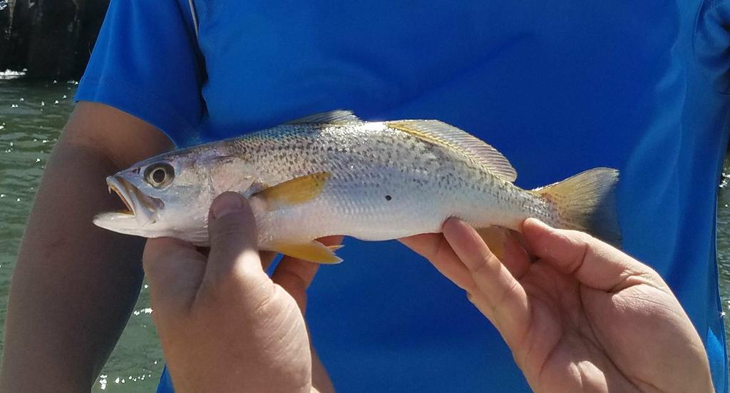 Weakfish (Saltwater Fish of Massachusetts) · iNaturalist