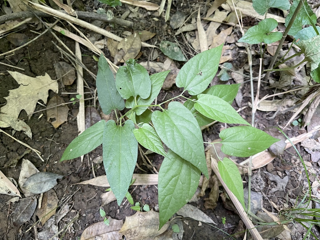 Virginia snakeroot from Congaree National Park, Gadsden, SC, US on May ...