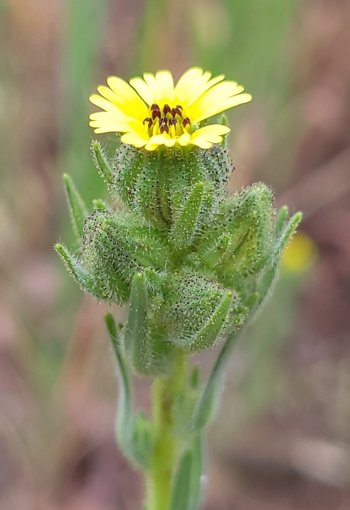 coast tarweed from Santa Clara County, CA, USA on April 25, 2021 at 07: ...