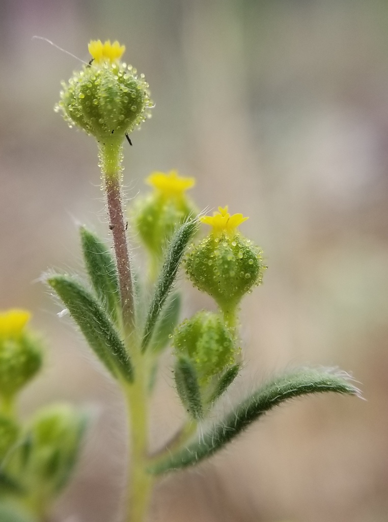 small tarweed from Stanislaus County, CA, USA on April 25, 2021 at 10: ...