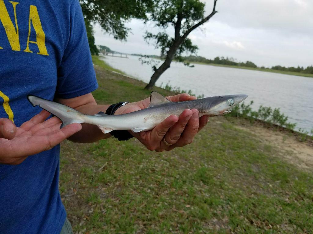 Atlantic Sharpnose Shark from McClellanville, SC 29458, USA on April 15 ...