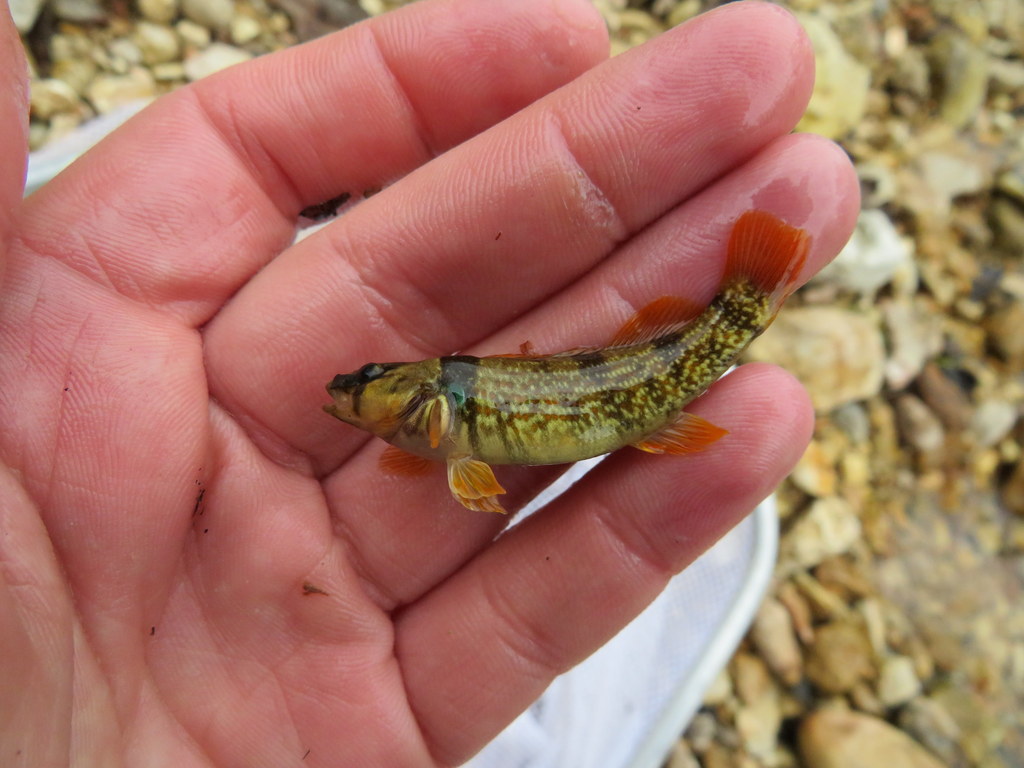 Yoke Darter from Douglas County, MO, USA on May 15, 2021 at 10:35 AM by ...