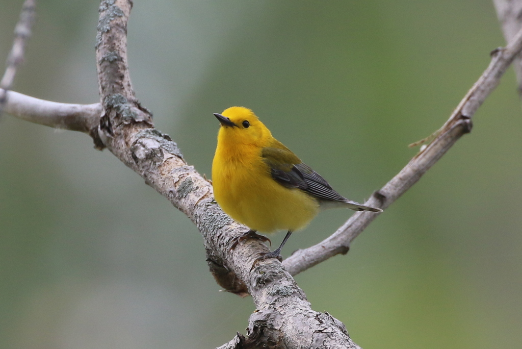 Prothonotary Warbler from Oak Harbor, OH 43449, USA on May 16, 2021 at ...
