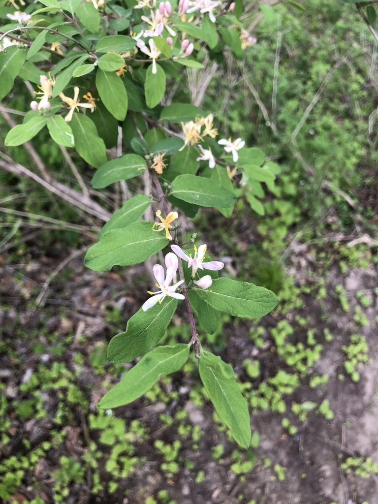 Bell's honeysuckle from Promenade St, Kalamazoo, MI, US on May 16, 2021 ...