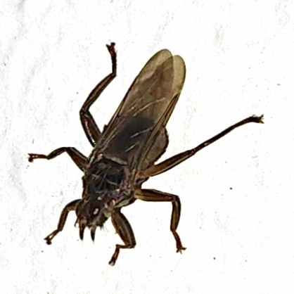 Pigeon Louse Fly in May 2021 by Sutthikhun Phaengphongsai · iNaturalist