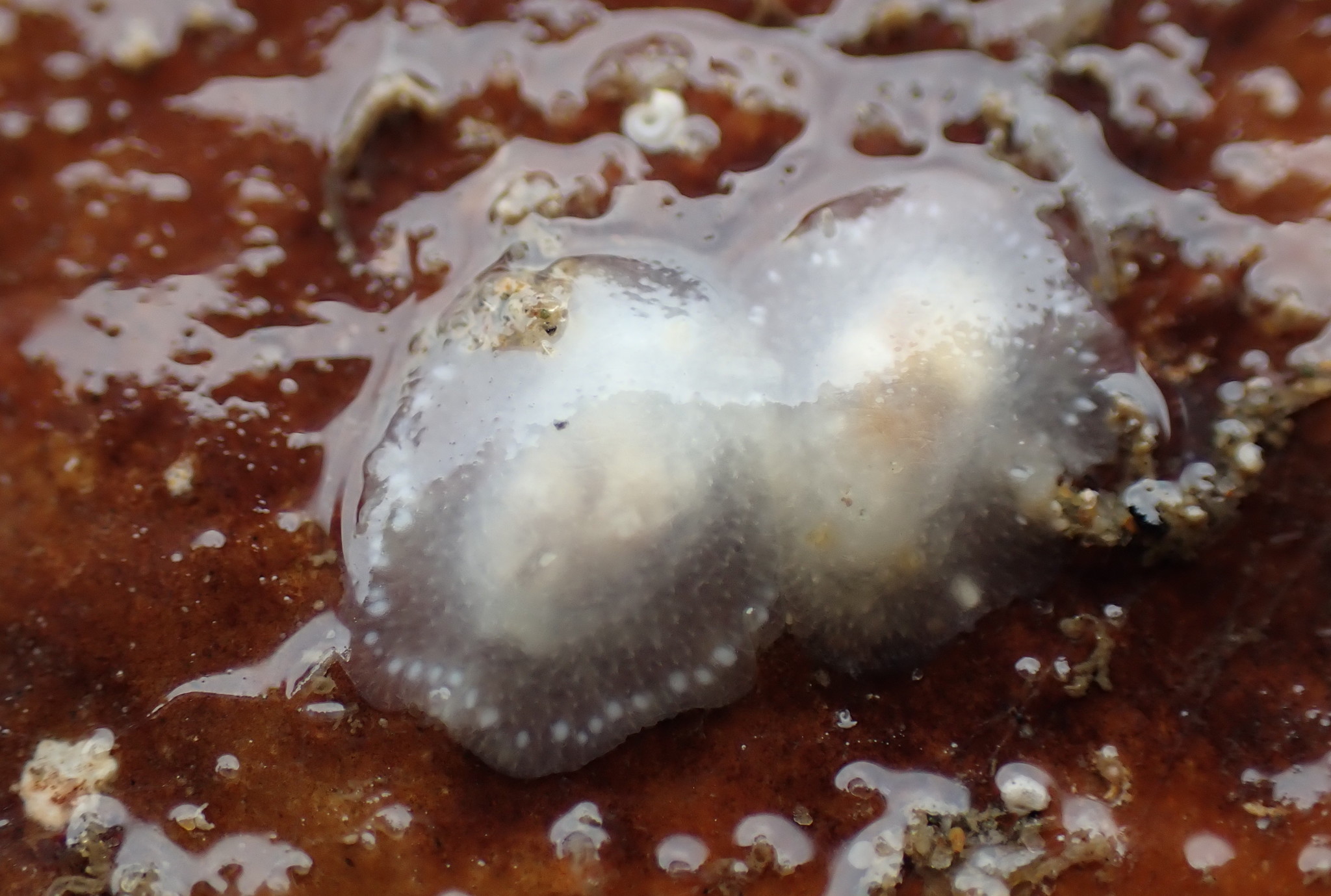 STRI Marine Portal Detailed Collection Record Information