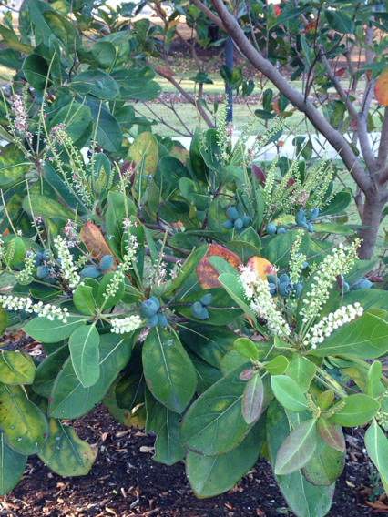 Australian Almond (Terminalia muelleri) - Botanical Realm