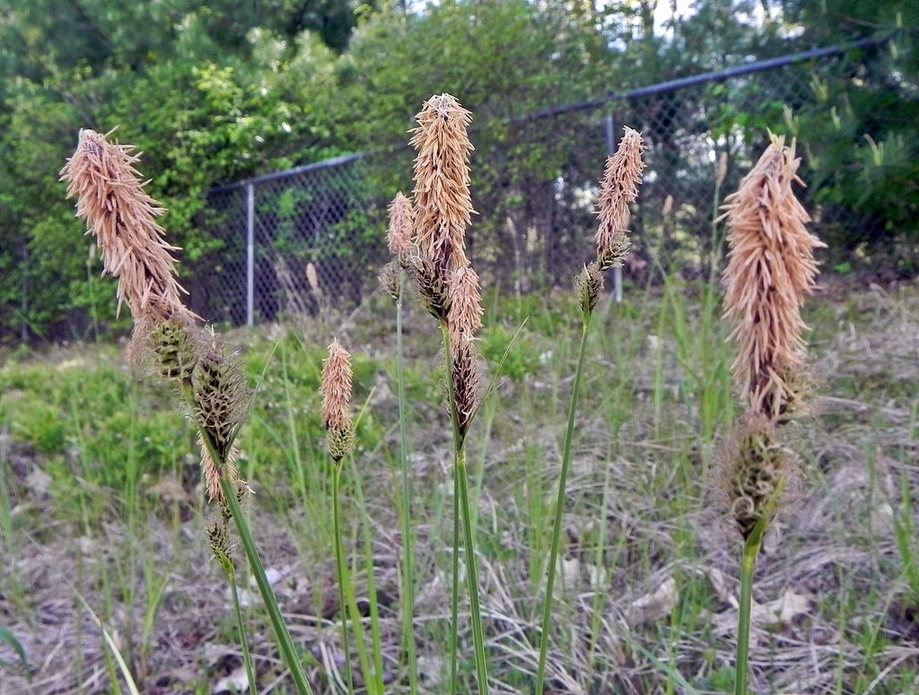 longbeak sedge from Ware, MA 01082, USA on May 16, 2021 at 02:08 PM by ...