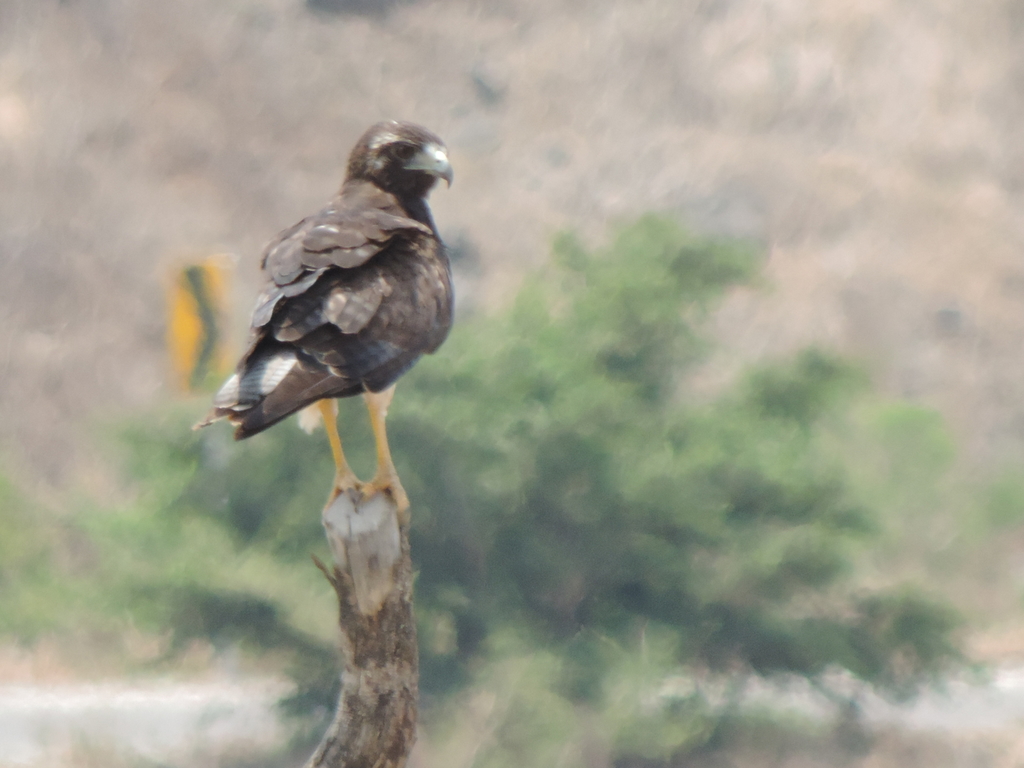 White-tailed Hawk from Asunción Ixtaltepec, Oax., México on April 27 ...