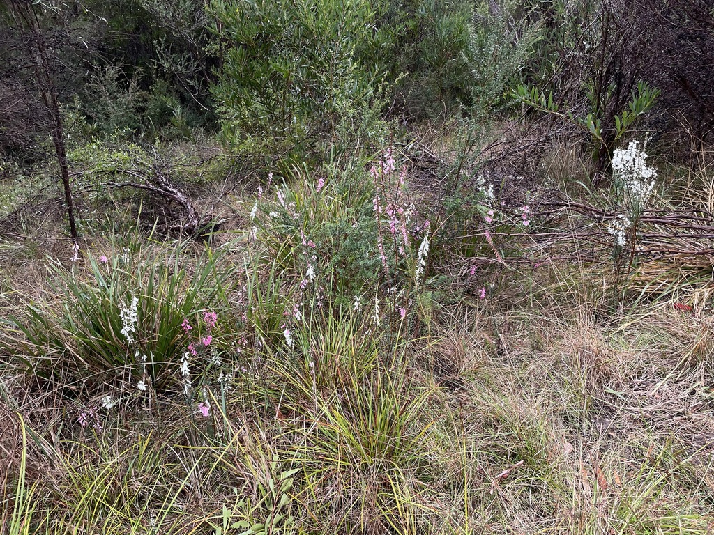 Common Heath from Frankston South VIC, Australia on May 17, 2021 at 09: ...