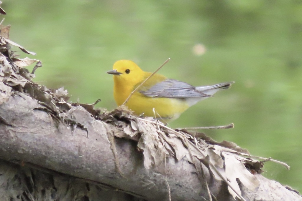 Prothonotary Warbler from LaBagh Woods, North Park, Chicago, Cook ...