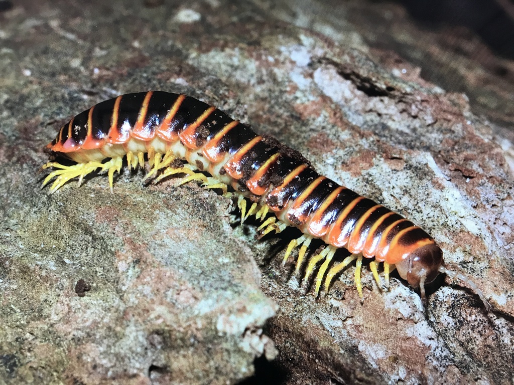 Black-and-gold Flat Millipede from Oregon Ridge Park, Cockeysville, MD ...