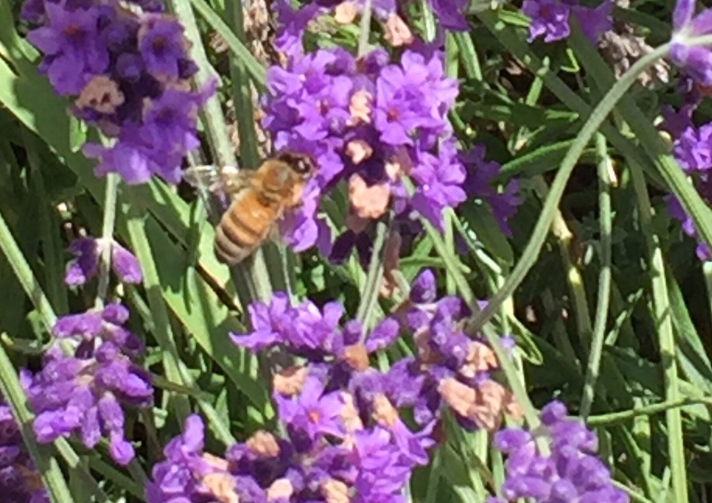 Western Honey Bee in June 2019 by jimminycrickket. DSF. · iNaturalist