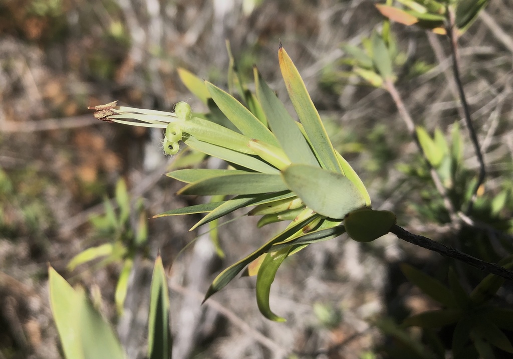 Styphelia viridis from Muli Muli Avenue, Ocean Shores, NSW, AU on May ...