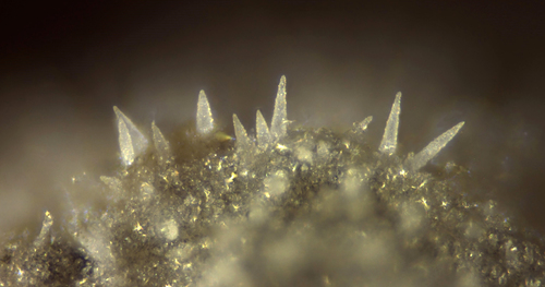 Hyphoderma puberum · iNaturalist