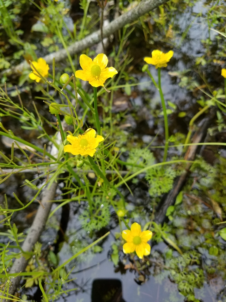 yellow water-crowfoot from Illinois, US on May 16, 2021 at 01:49 PM by ...
