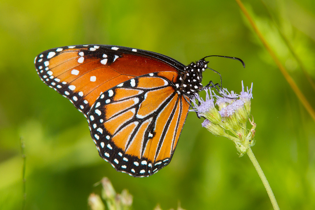 Queen (Bugs of Barr Lake State Park) · iNaturalist