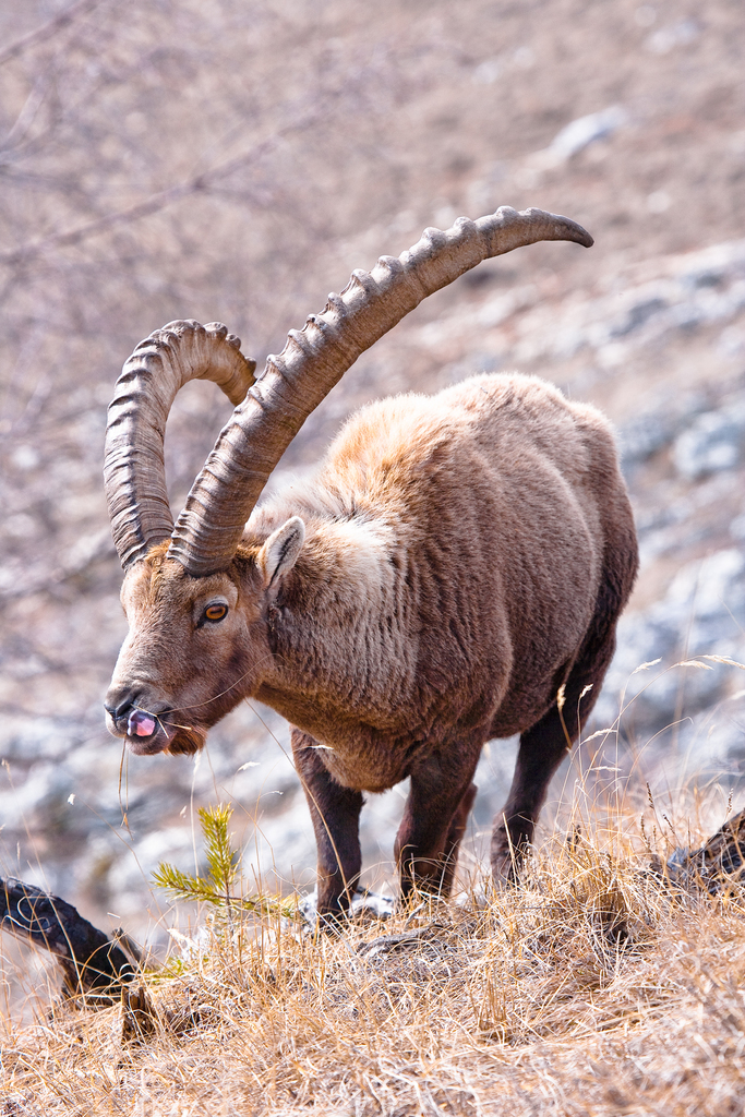 Alpine Ibex (Canton of Vaud fieldguide) · iNaturalist