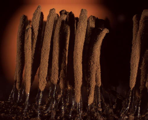 Stemonitis virginiensis · iNaturalist United Kingdom